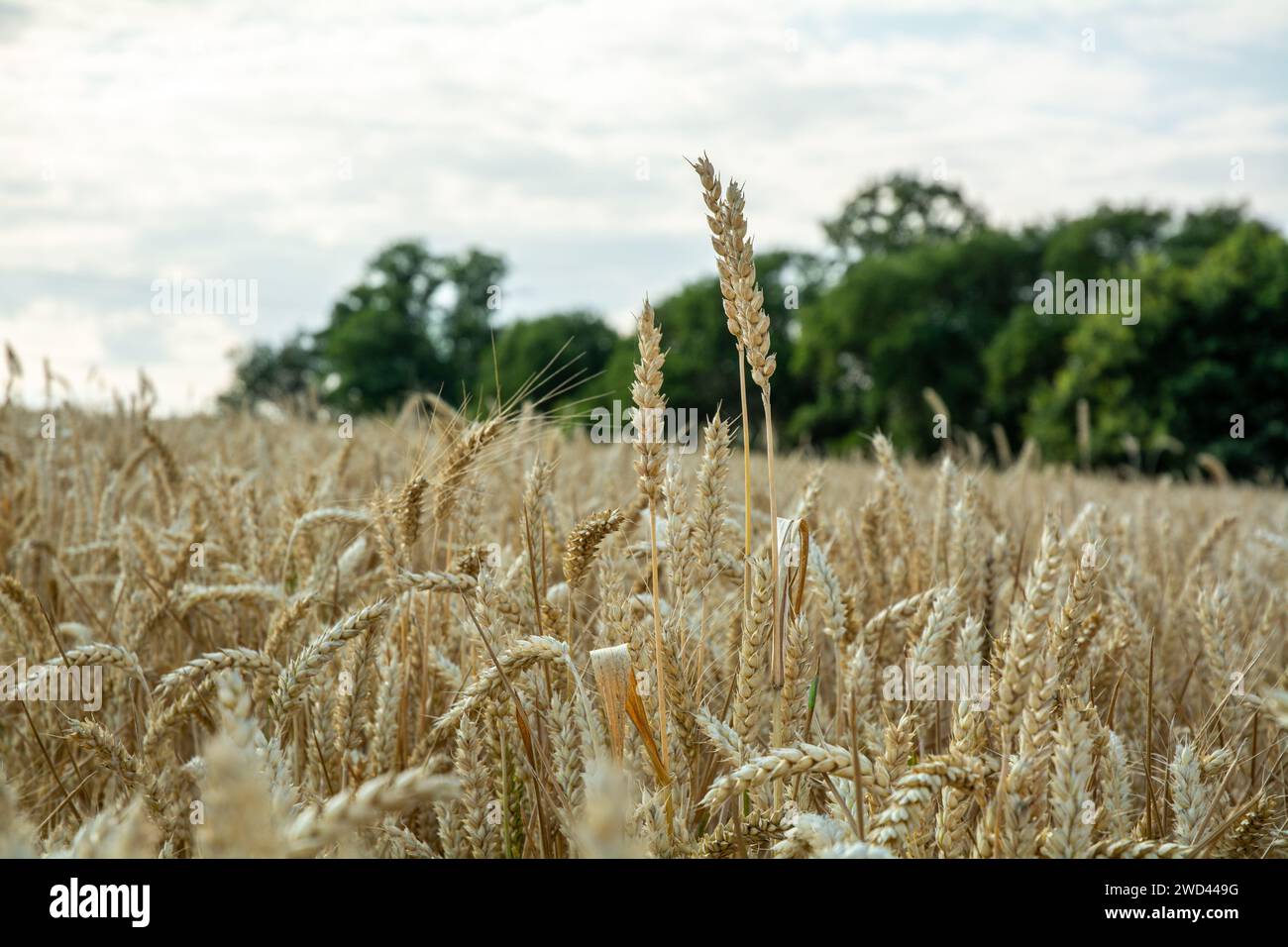 Wheat field ready for harvest on European agricultural land Stock Photo ...