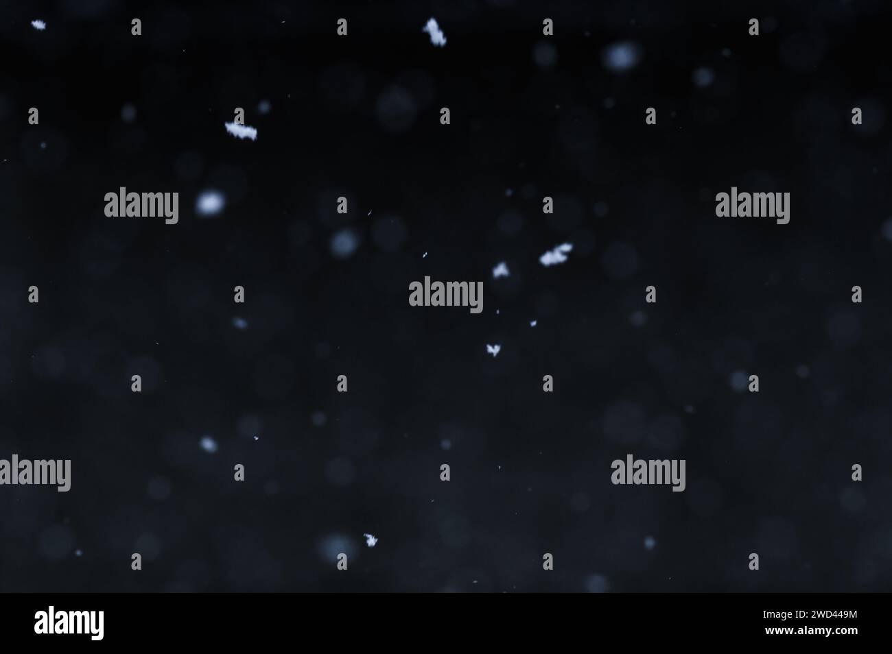 Falling snowflakes on night sky background, isolated for post ...