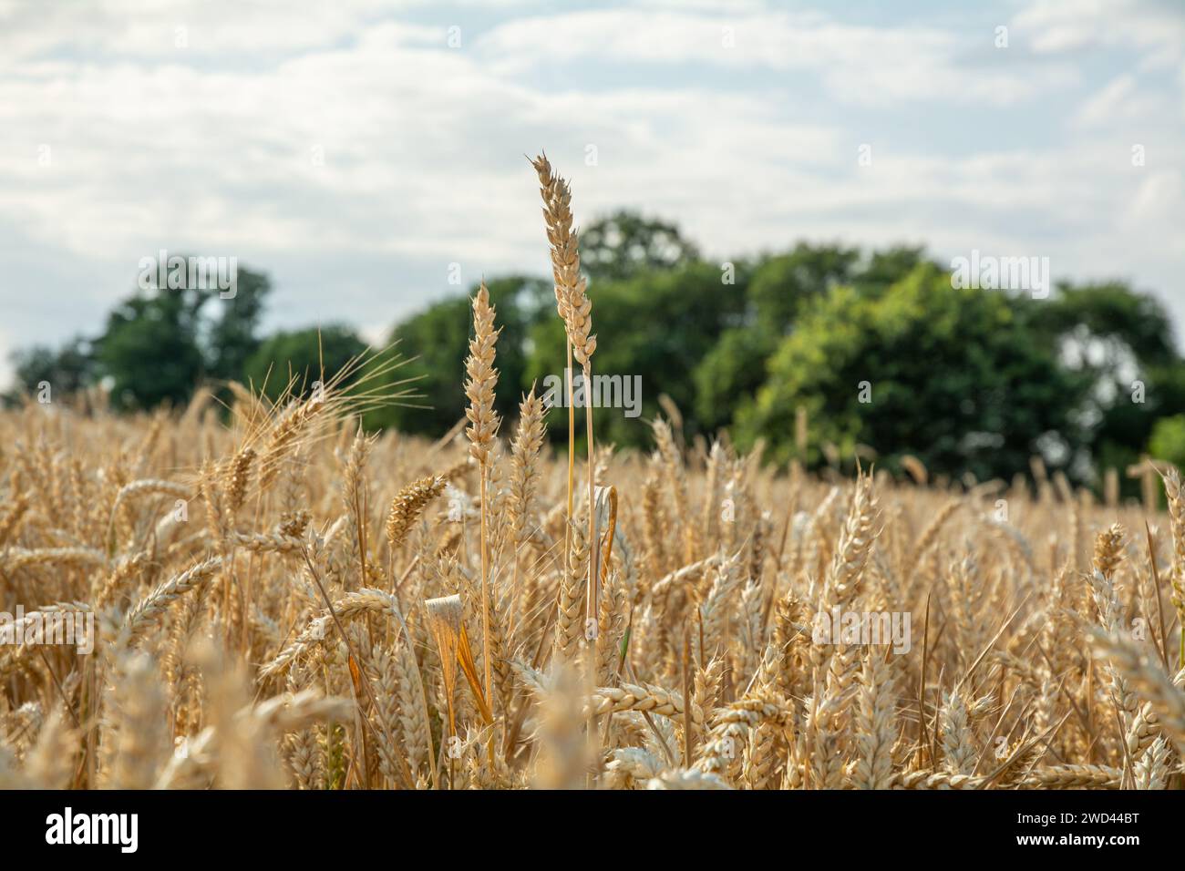 European agricultural hi-res stock photography and images - Alamy