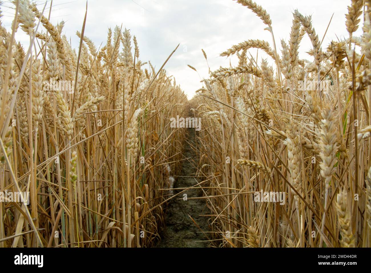 Wheat field ready for harvest on European agricultural land Stock Photo ...