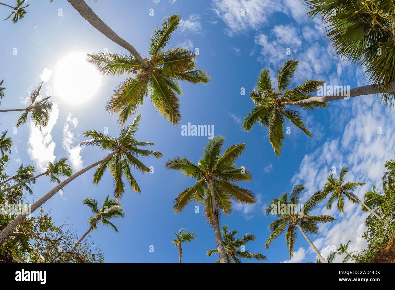 Background with palm trees on blue sky and white clouds, with green coconut in sun lighted Stock ...