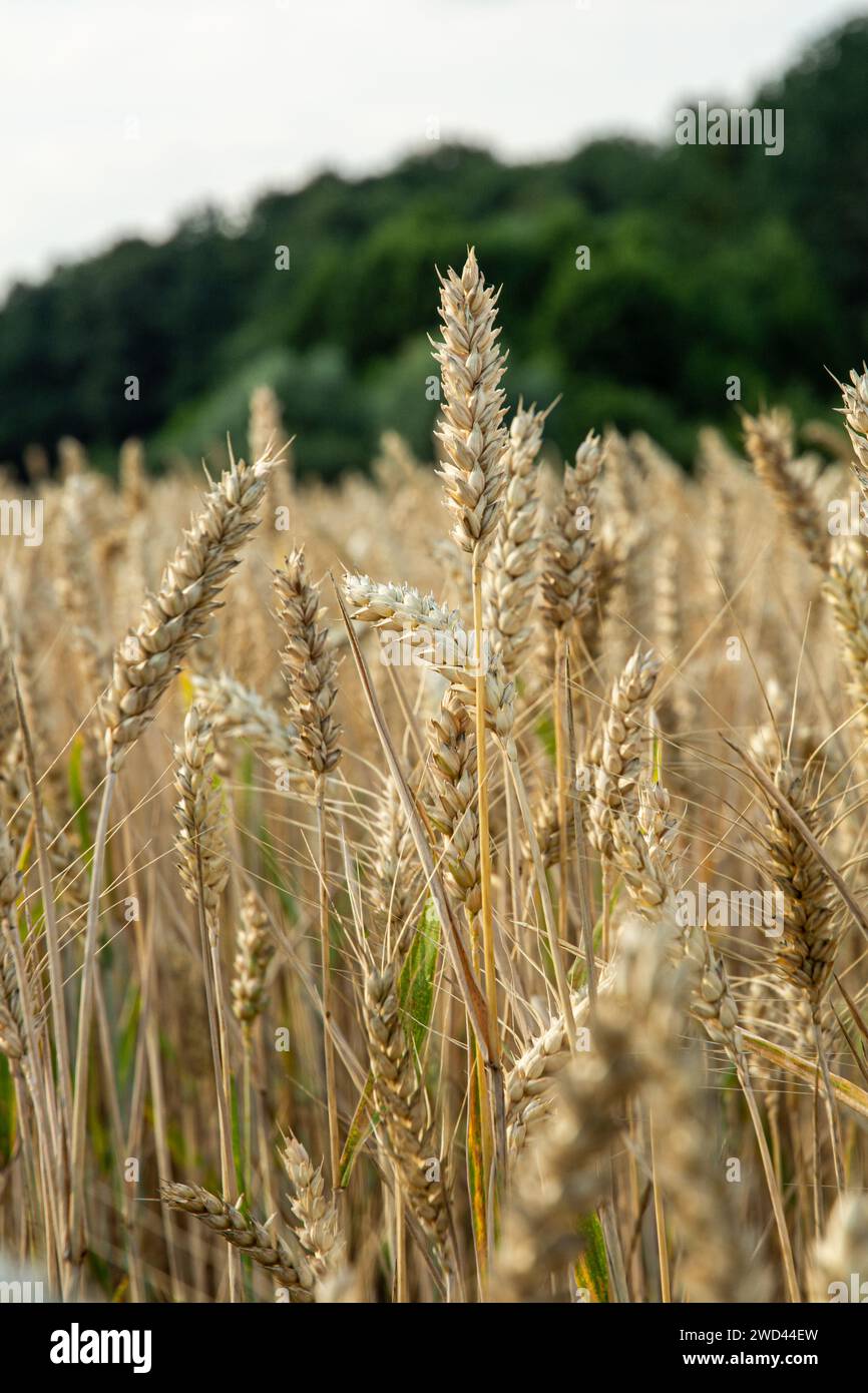 Wheat field ready for harvest hi-res stock photography and images - Alamy
