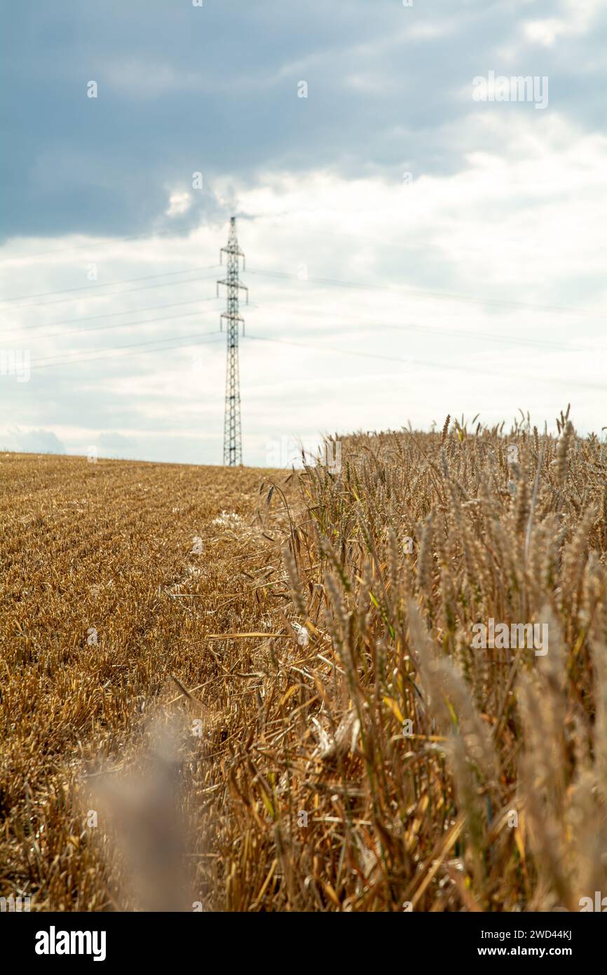 Golden wheat field crop on a farmers field during harvest in Europe ...