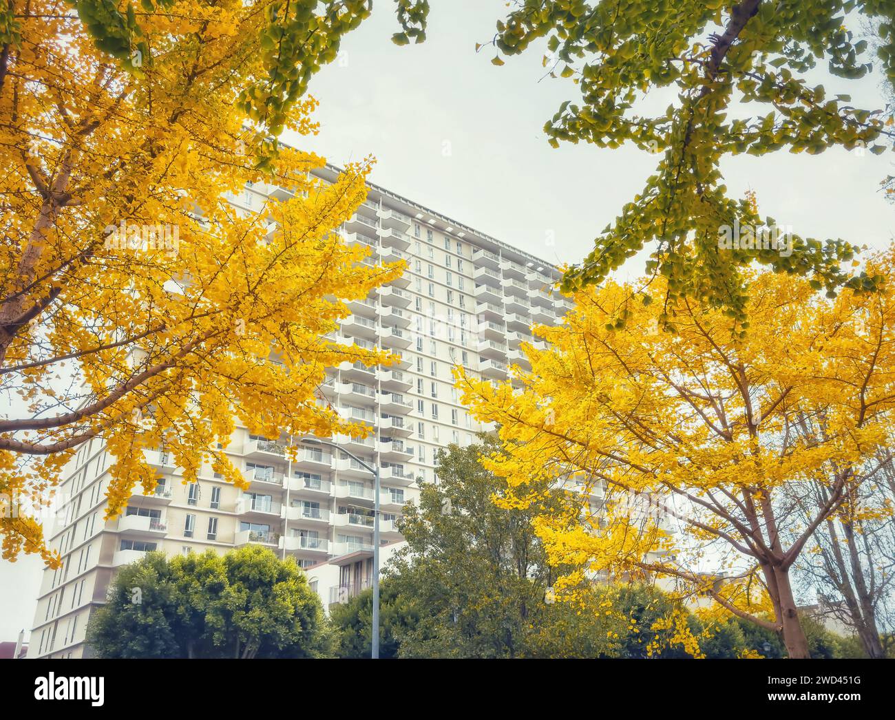 Ginkgo trees display their peak autumnal color in San Francisco ...