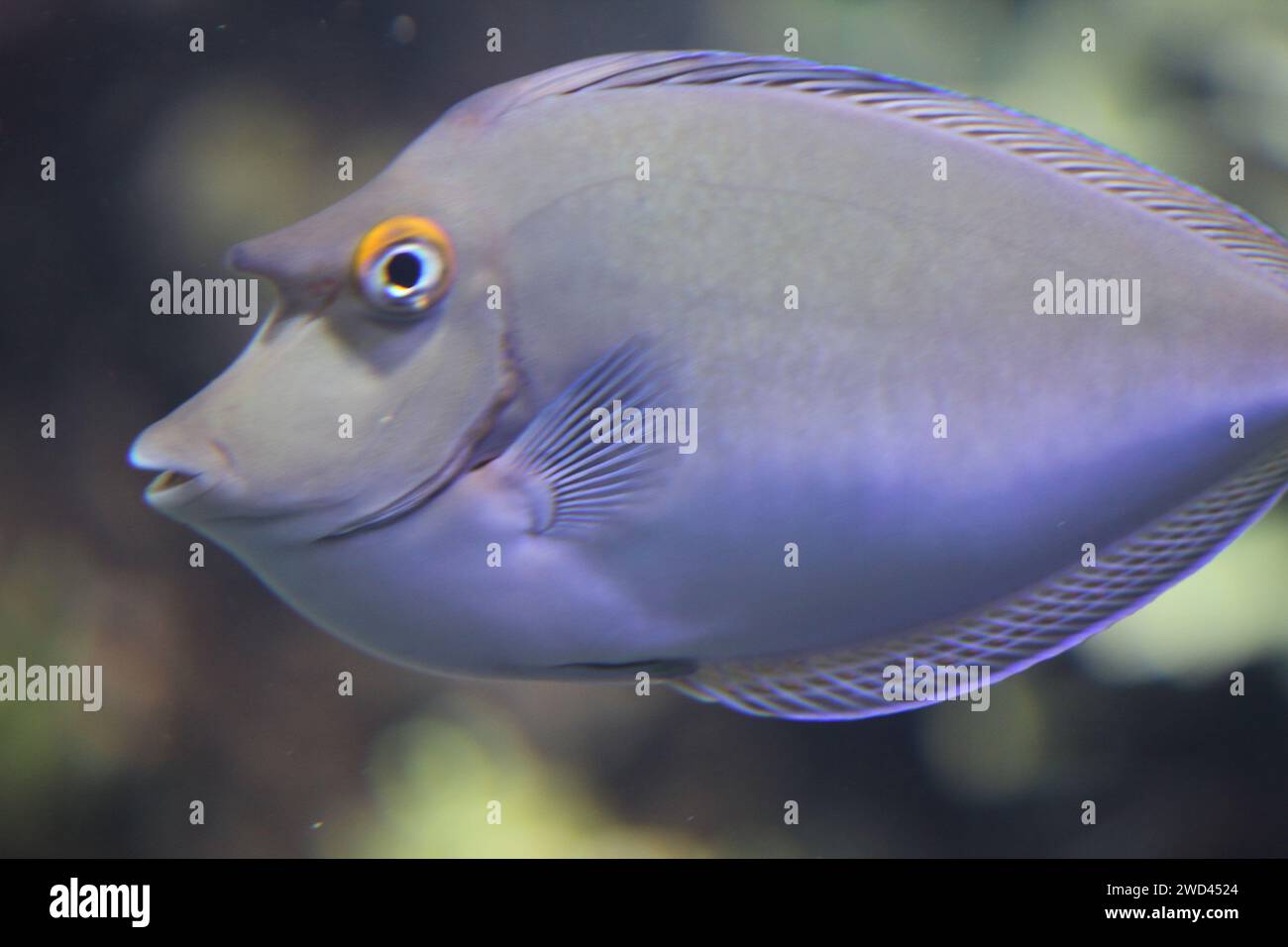 The bluespine unicornfish or short-nose unicornfish (Naso unicornis) is ...