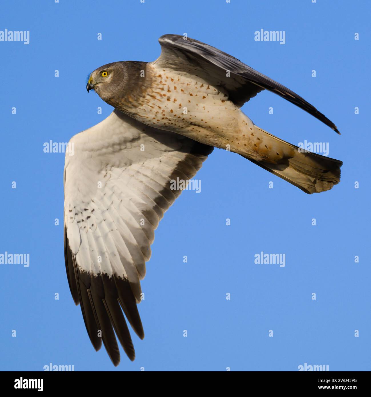 Closeup of male northern harrier in flight with wing extended showing ...