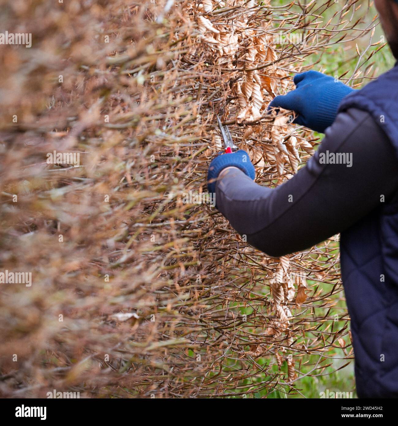 Cleaning the garden in early spring, cutting the hedge, which is still ...