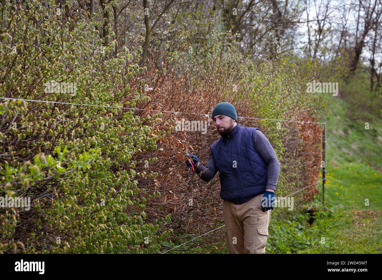 Hedge from different varieties of trees and bushes, gardener levels and ...