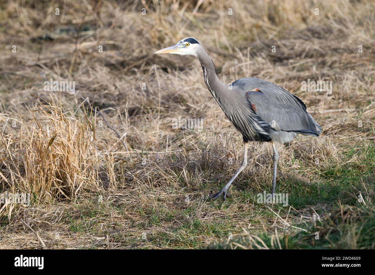 Wild great blue heron walking in profile through native wetland grasses ...
