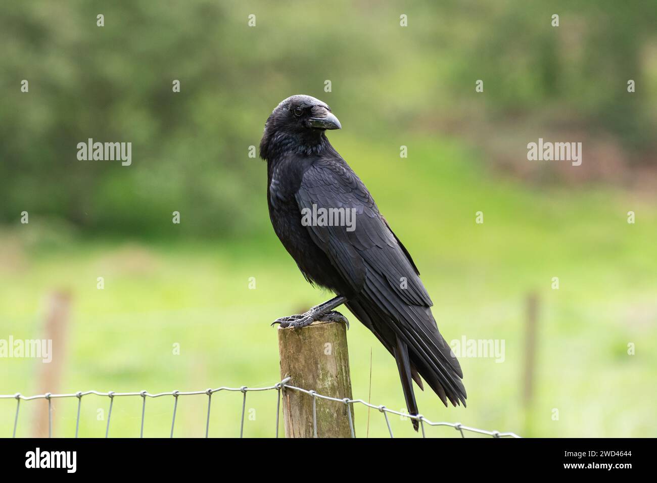Black Raven sitting on fence post looking at the camera side on Stock ...