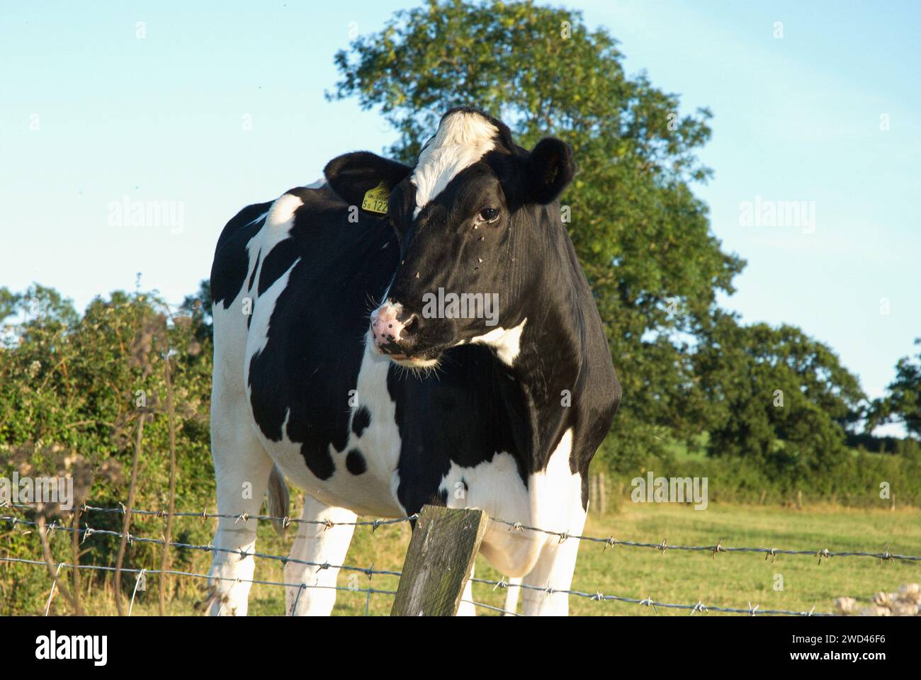 Holstein Friesian Black and white cow in a farmers field Stock Photo ...