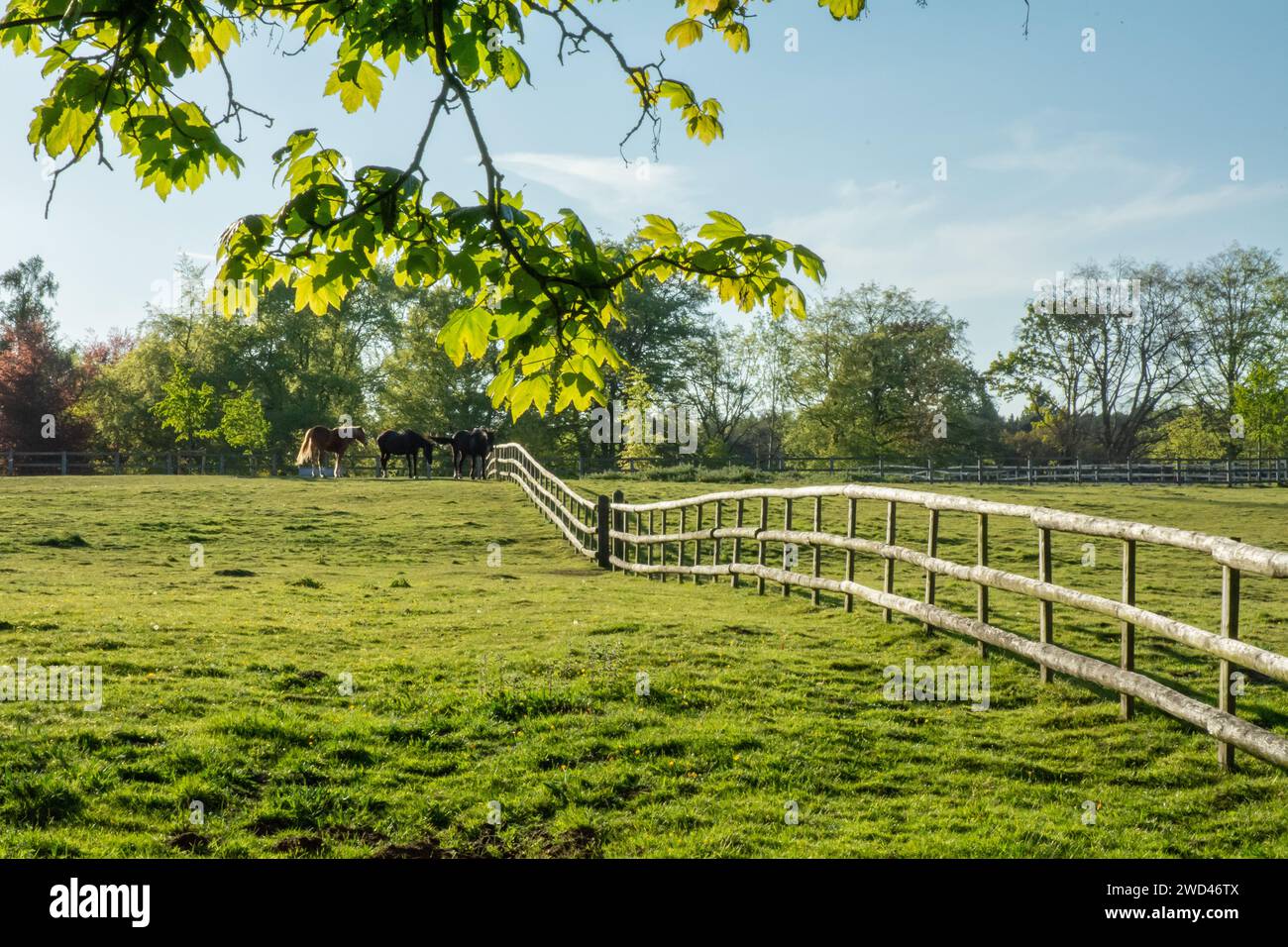 Countryside field in rural area with horses and line of wooden fencing ...