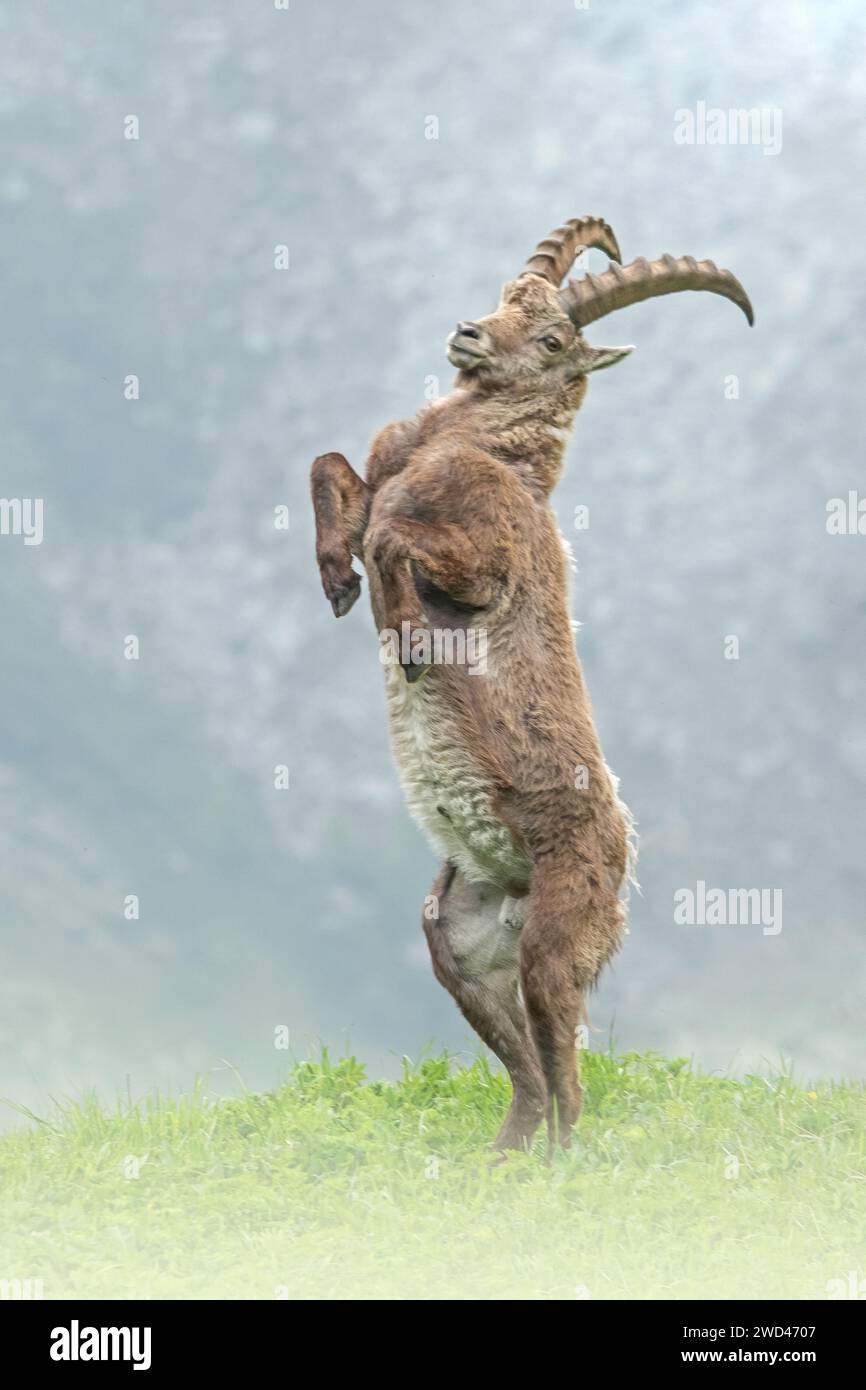Male Alpine ibex (Capra ibex) standing on hind legs preparing to fight ...