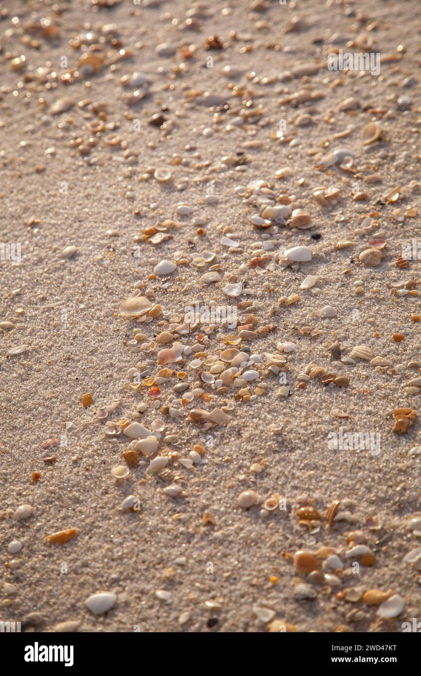 Small shells on the tide line of a beach in Florida Stock Photo - Alamy