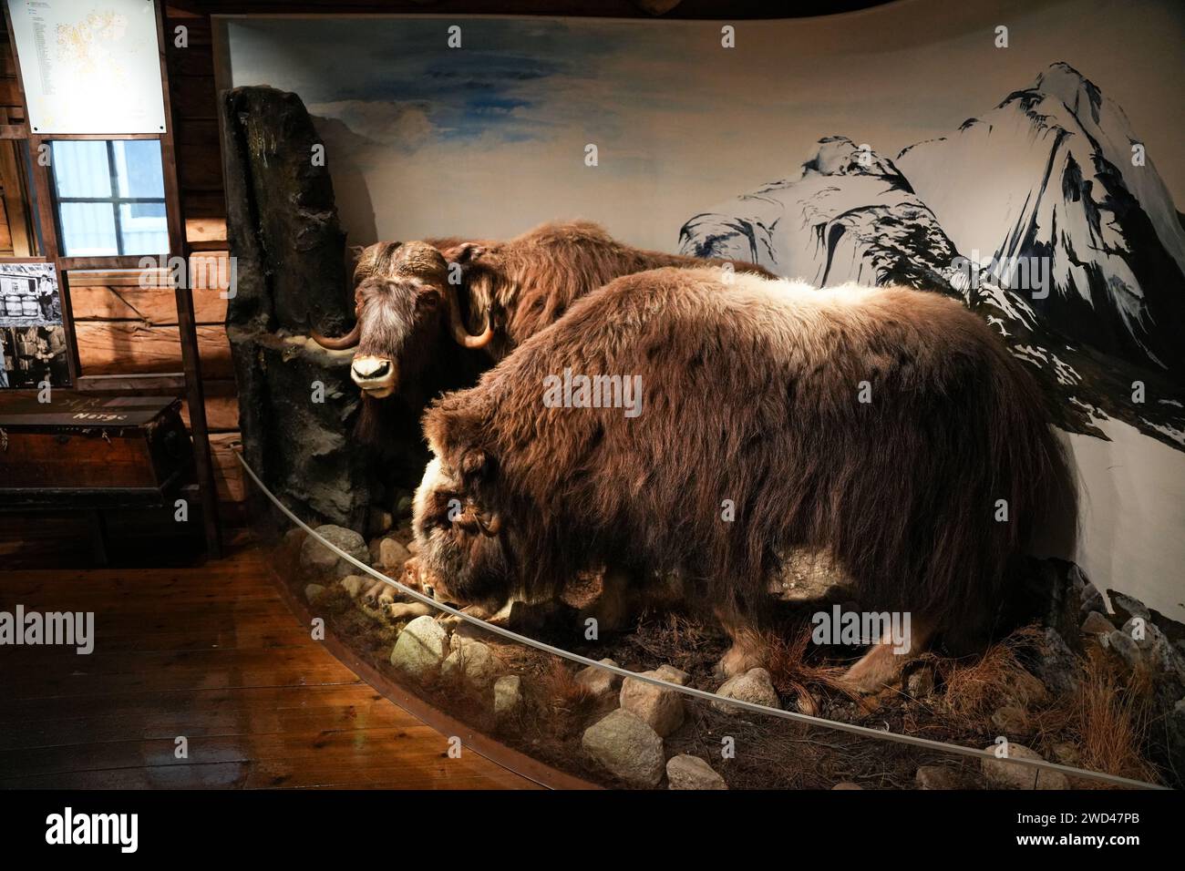 Musk Ox in Norwegian Museum Stock Photo - Alamy