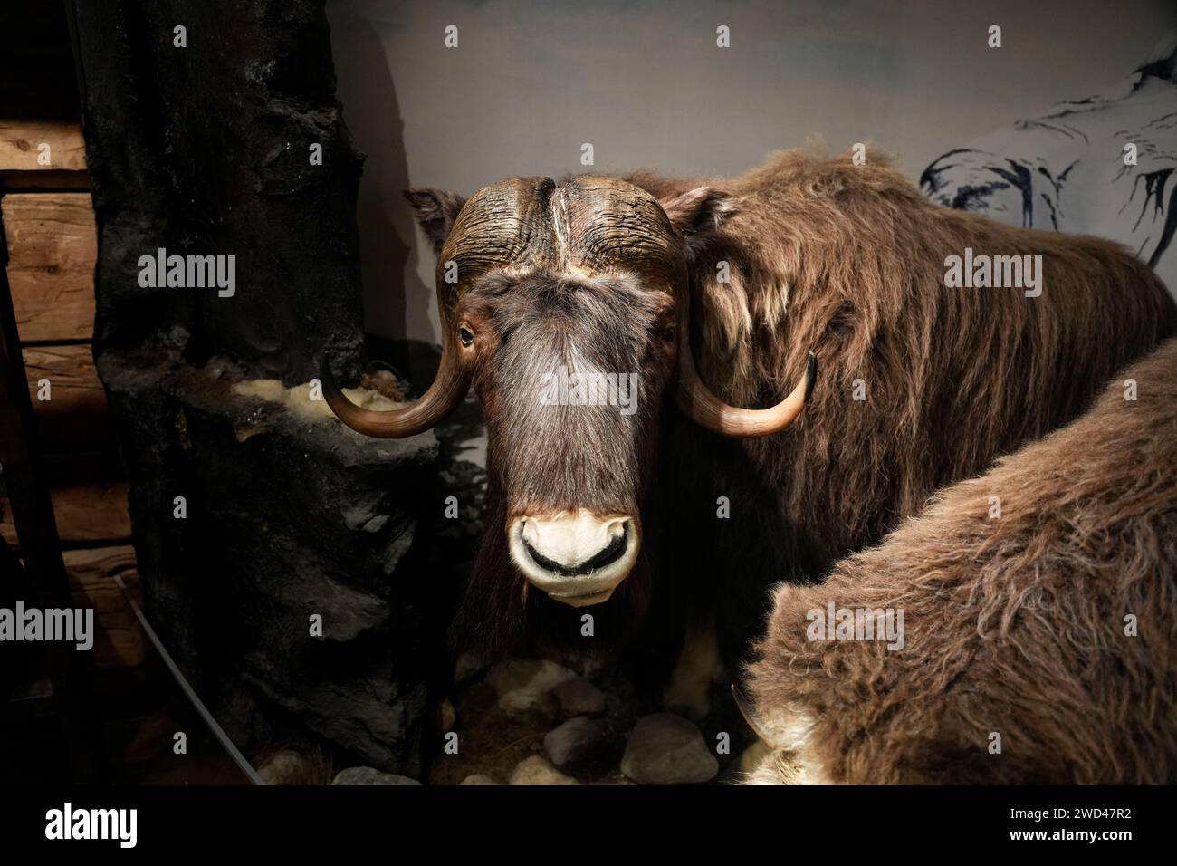 Musk Ox in Norwegian Museum Stock Photo - Alamy