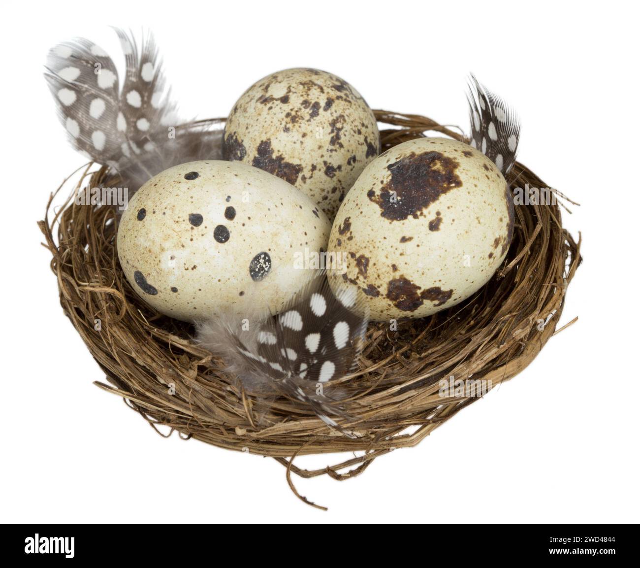 Feathers and shell Cut Out Stock Images & Pictures - Alamy