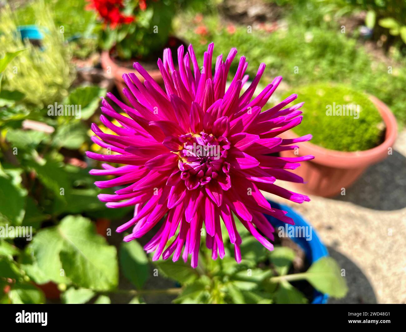Dahlia flowers from the back yard Stock Photo - Alamy