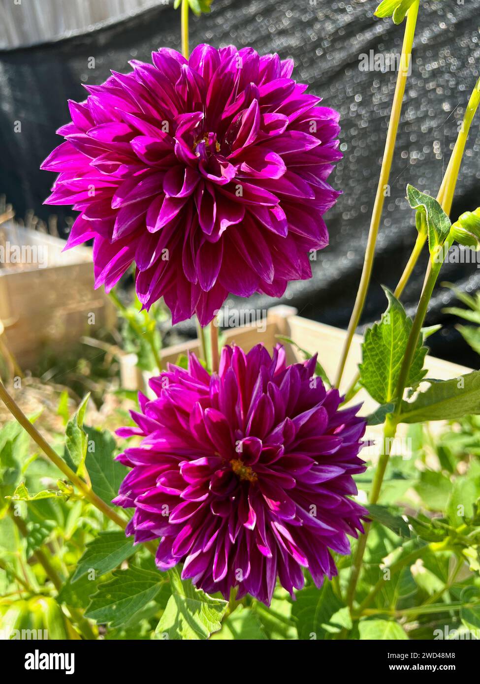 Back of dahlia hi-res stock photography and images - Alamy