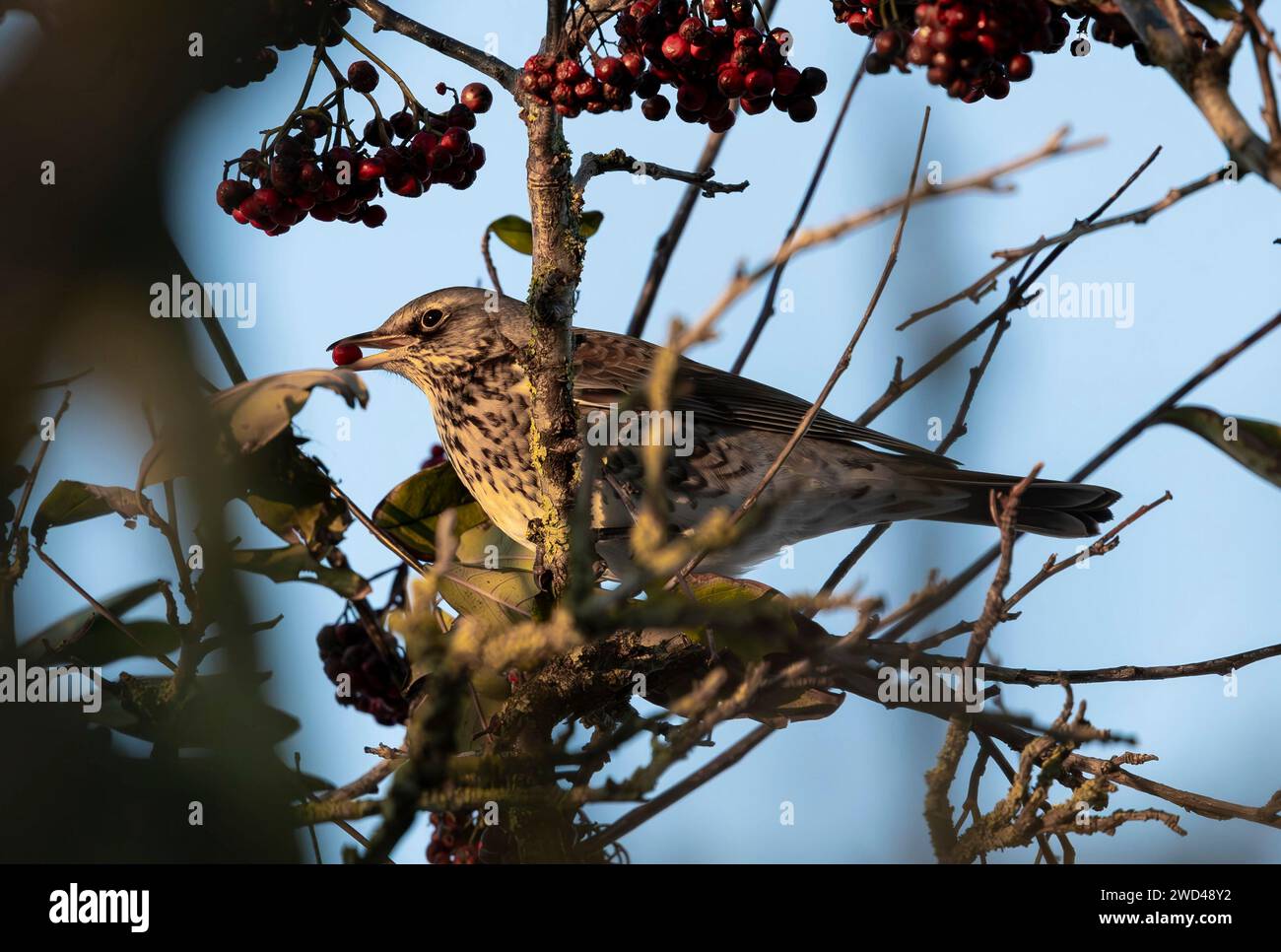 Fieldfares berries hi-res stock photography and images - Alamy