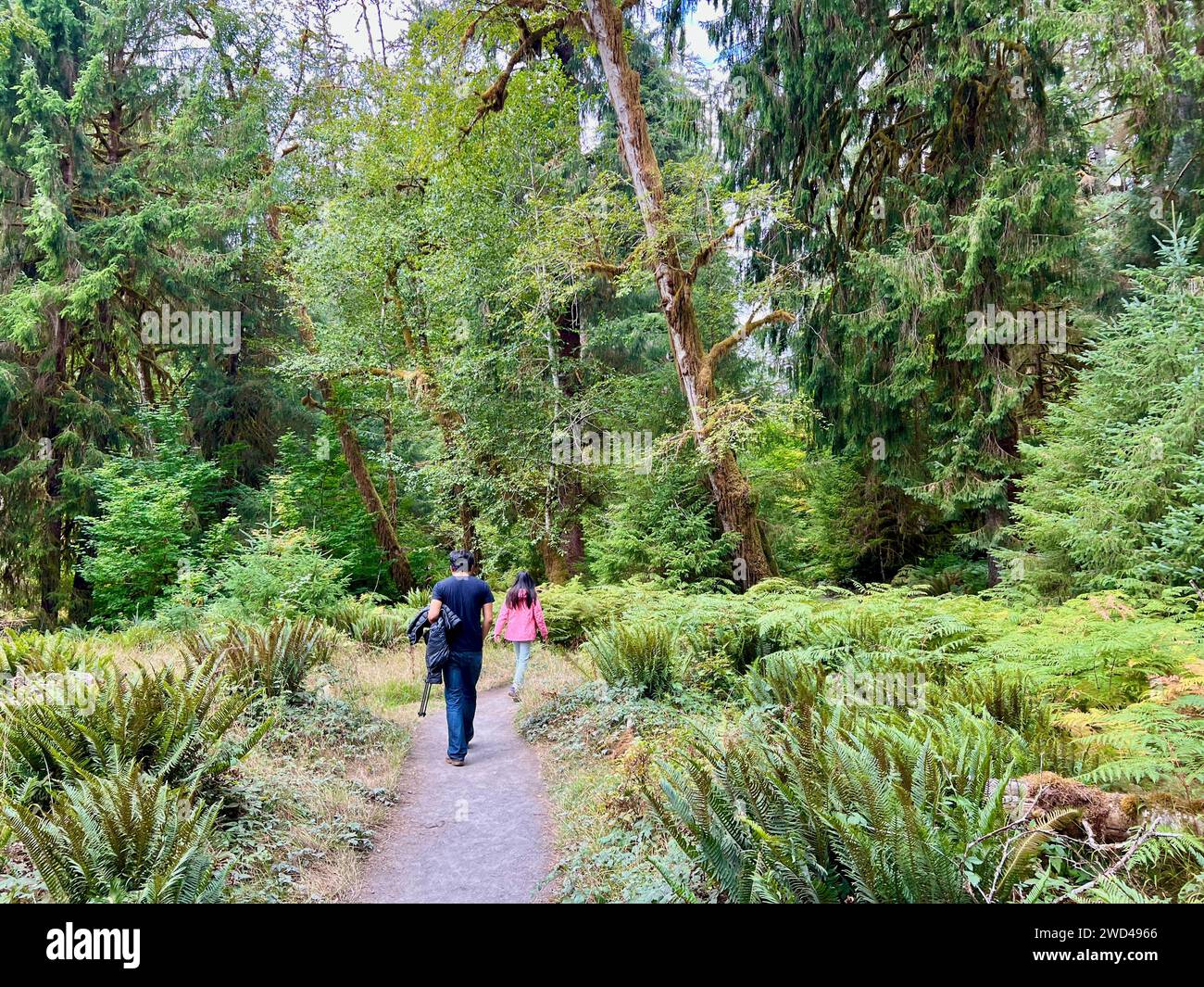 Hiking in Olympic National Park Stock Photo - Alamy