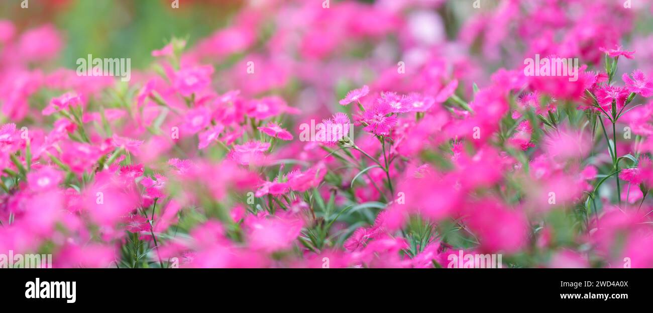 Closeup of pink Dianthus flower under sunlight using as background ...