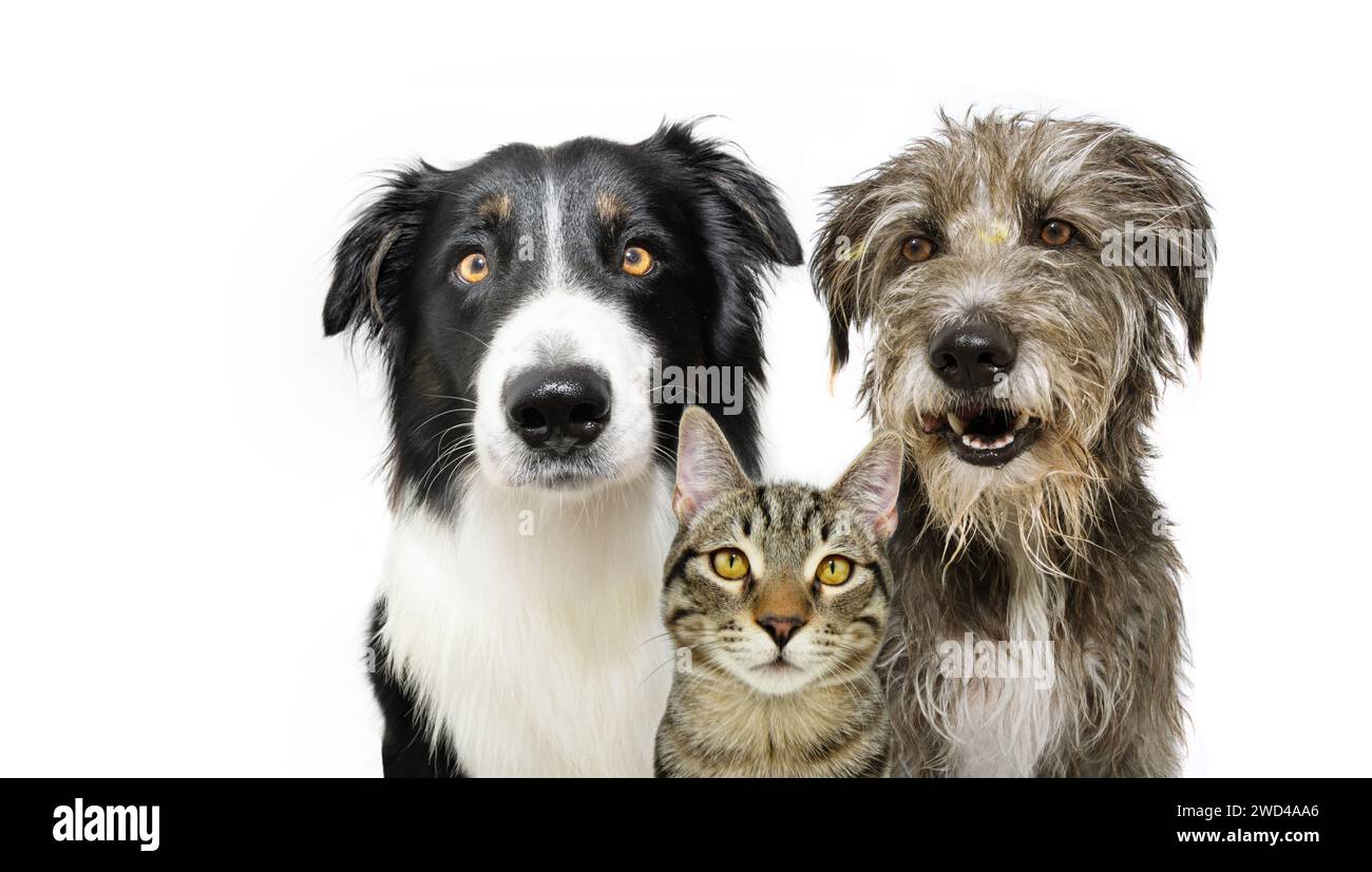 Banner pets. Three dogs and cat in a row looking at camera. Isolated on ...