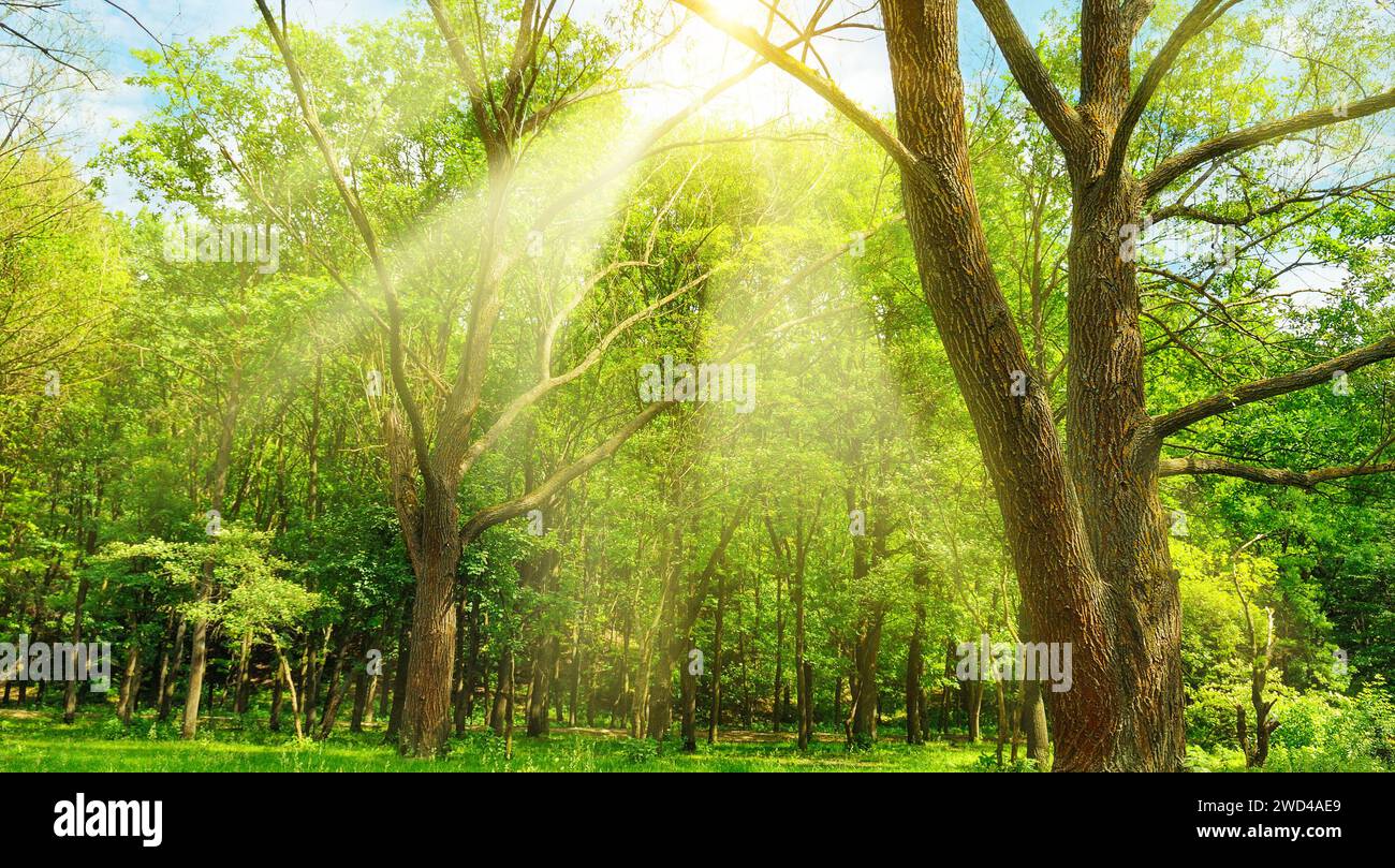 Bright sunny day in spring forest. The sun rays illuminate green grass ...