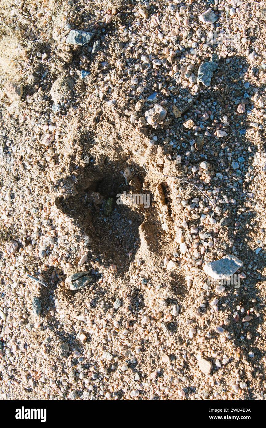 Cow track in the sand, hoof print int he sand, single hoof print Stock ...