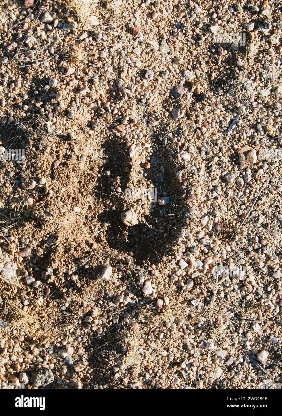 Cow track in the sand, hoof print int he sand, single hoof print Stock ...