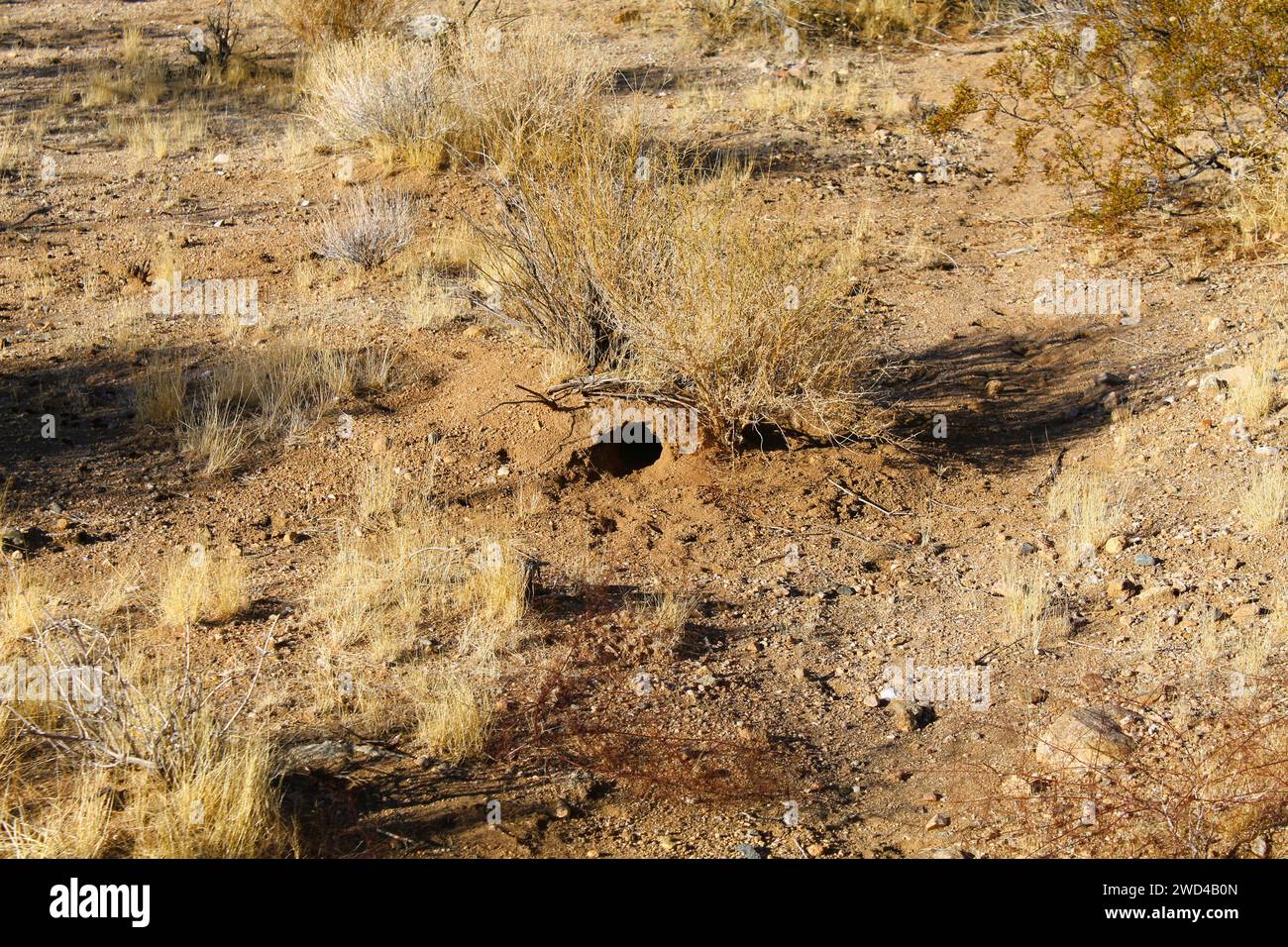 Rat hole in the desert hi-res stock photography and images - Alamy