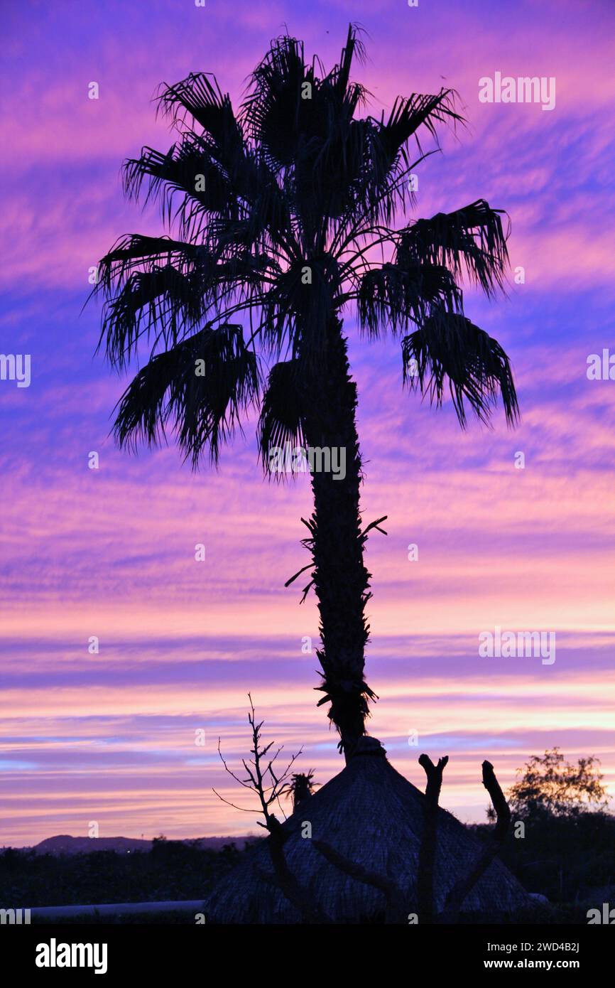 Palm Tree in Cabo Stock Photo - Alamy