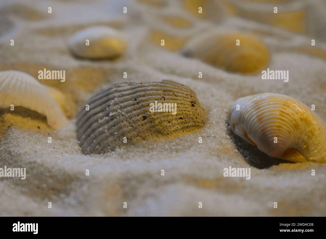 A collection of seashells scattered across the sand on the beach Stock ...