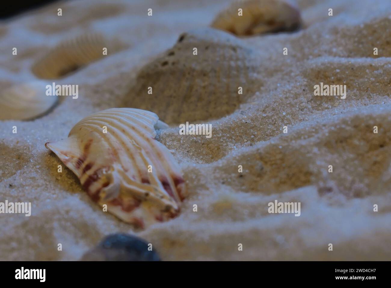 A collection of seashells scattered across the sand on the beach Stock ...