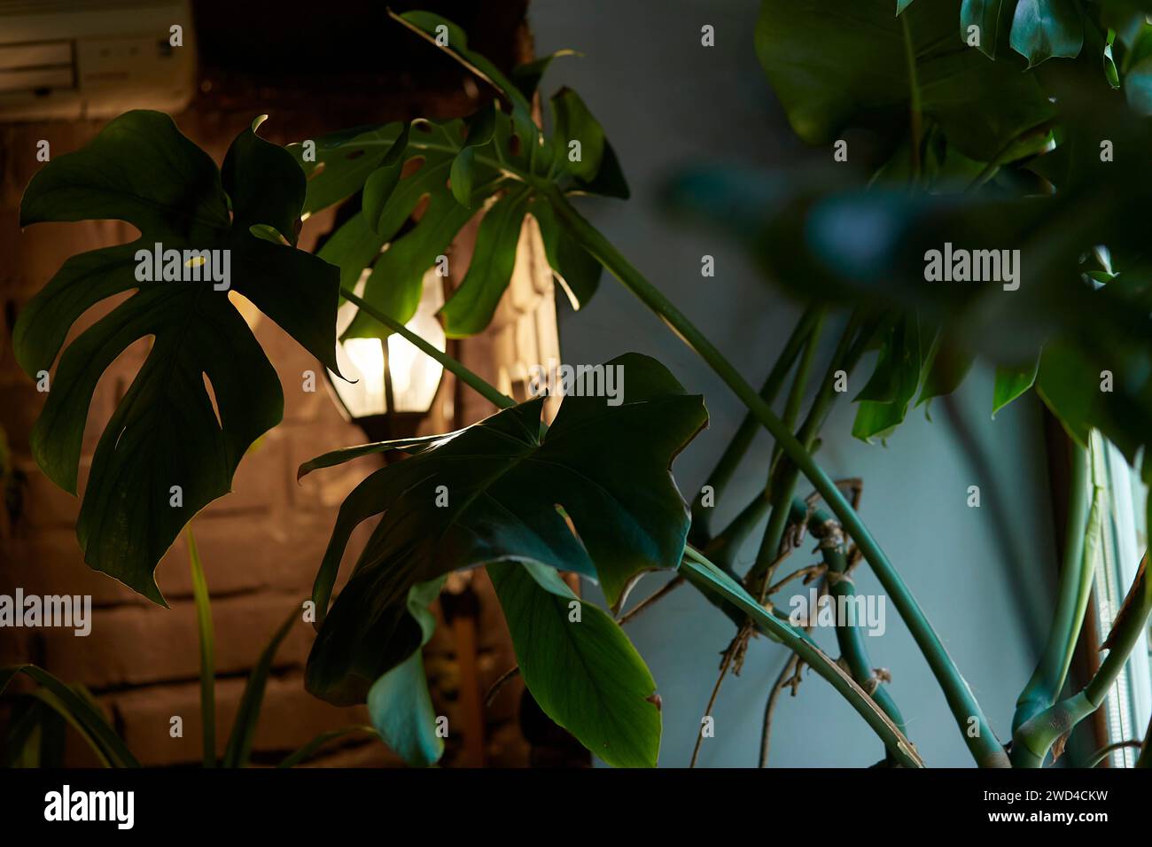 Intimate view through monstera leaves with soft backlight Stock Photo ...