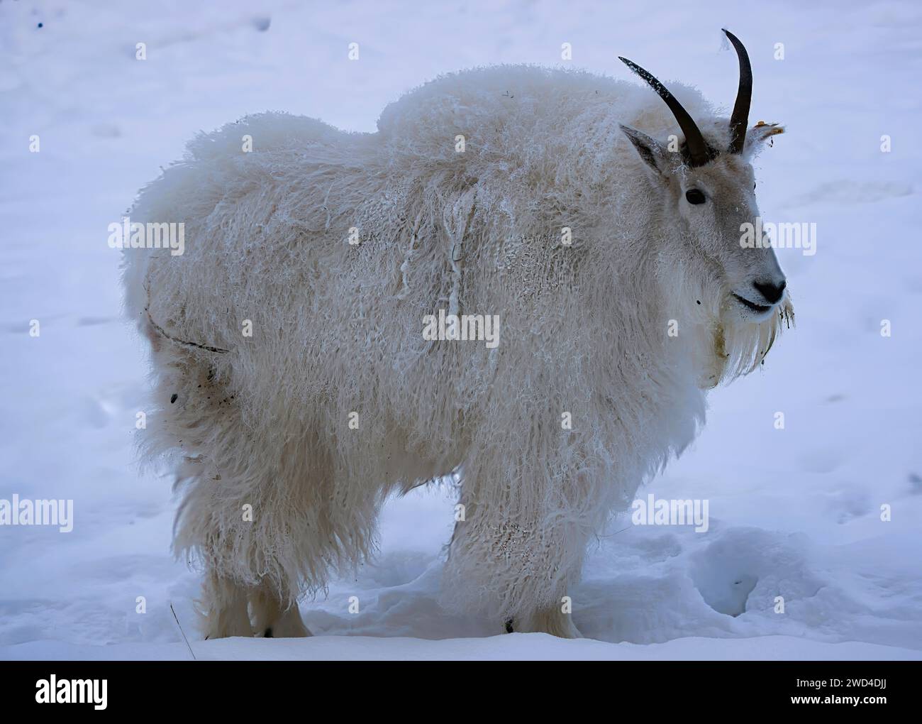 A beautiful mountain goat on a frosty winter day Stock Photo - Alamy