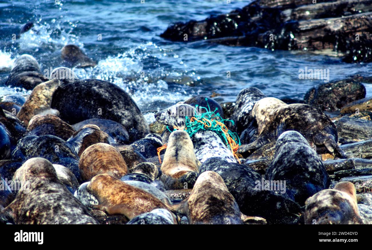 Adult seal with a necklace of green and orange crab creel netting ...