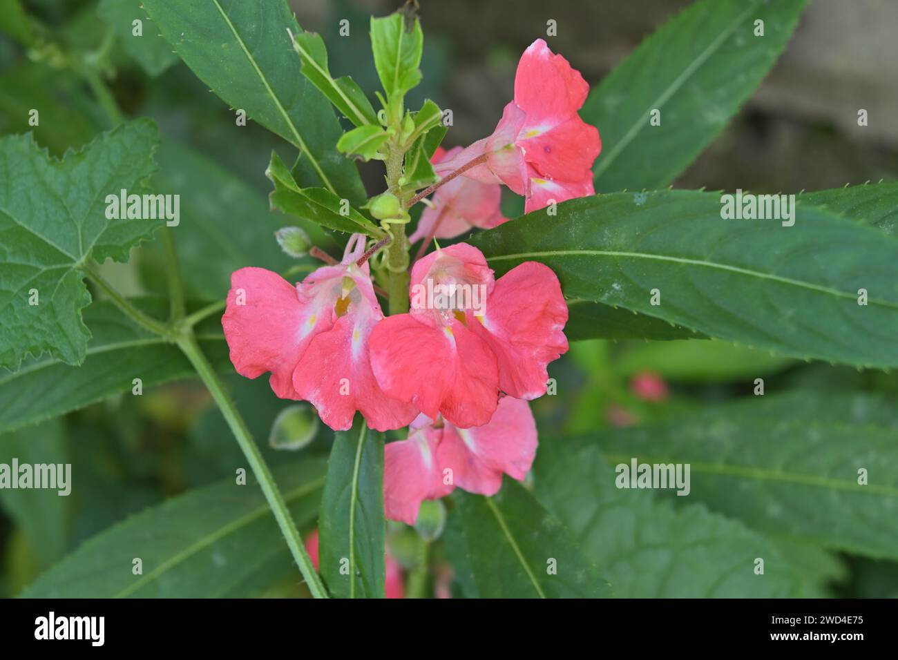 Group of pink colored Garden Balsam flowers (Impatiens balsamina ...