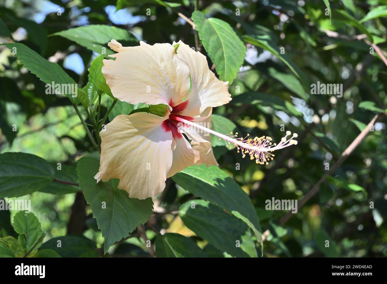 Side view of a light orange Hibiscus flower bloom in the garden on a ...