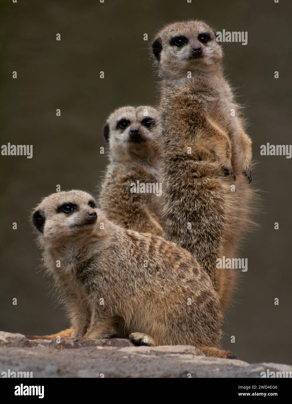 3 meerkats standing together on watch Stock Photo - Alamy