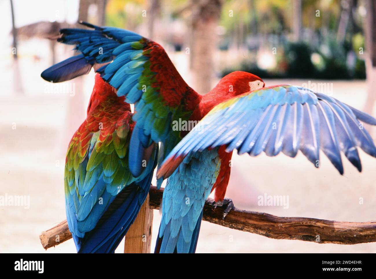 Aruba parrots hi-res stock photography and images - Alamy