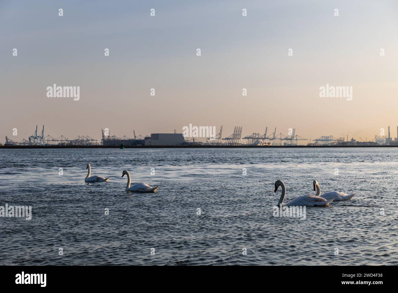 White swans swim in the sea, ocean. In the background are ships and ...