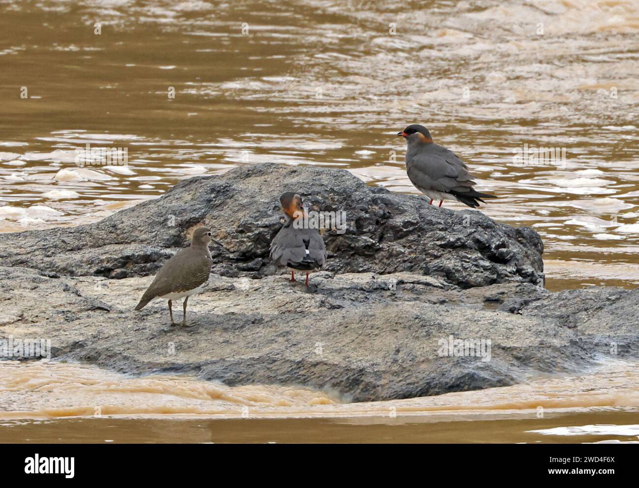 Rock Pratincole (Glareola nuchalis liberiae) two adults with Common ...