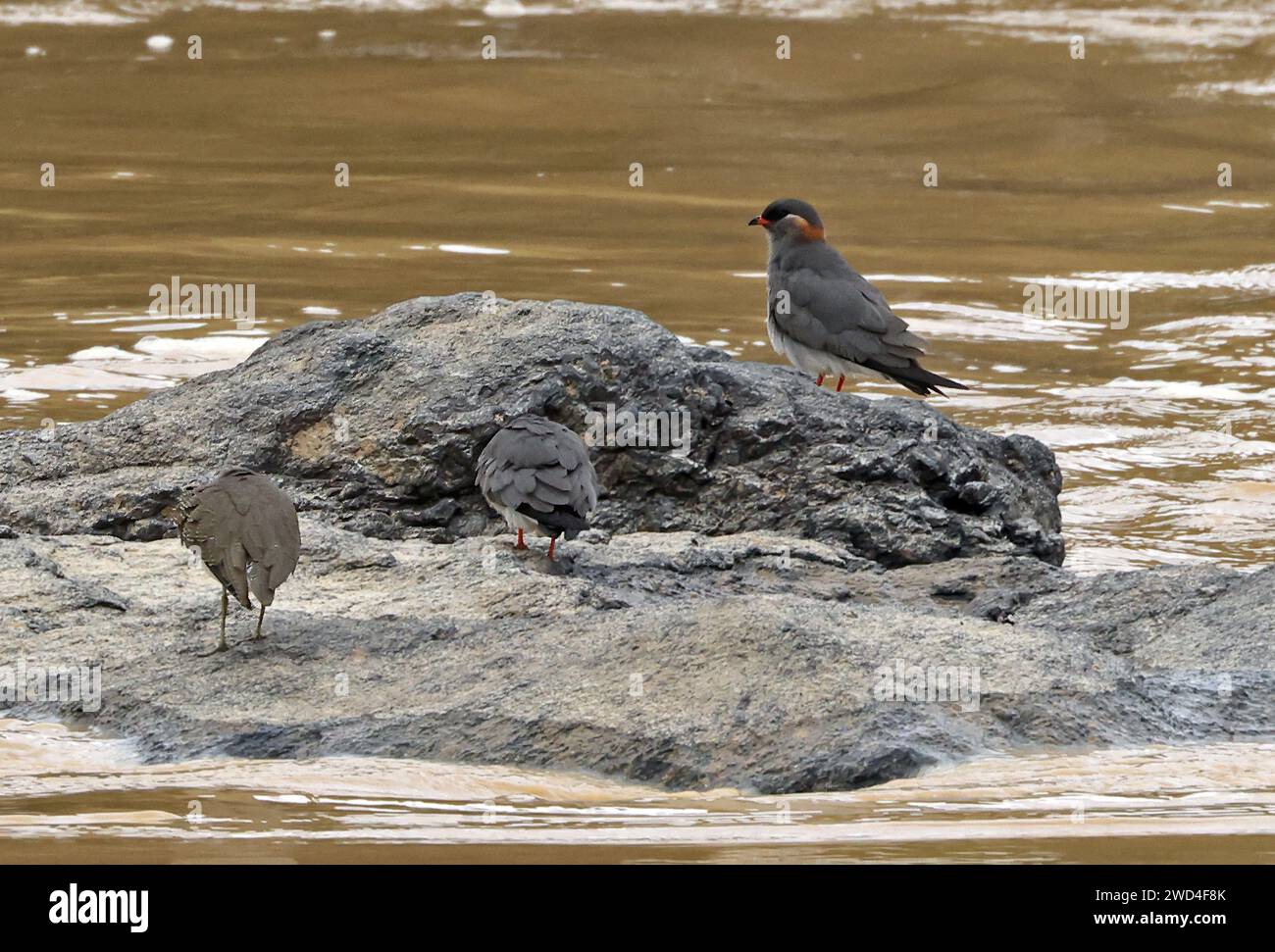Rock Pratincole (Glareola nuchalis liberiae) two adults with Common ...