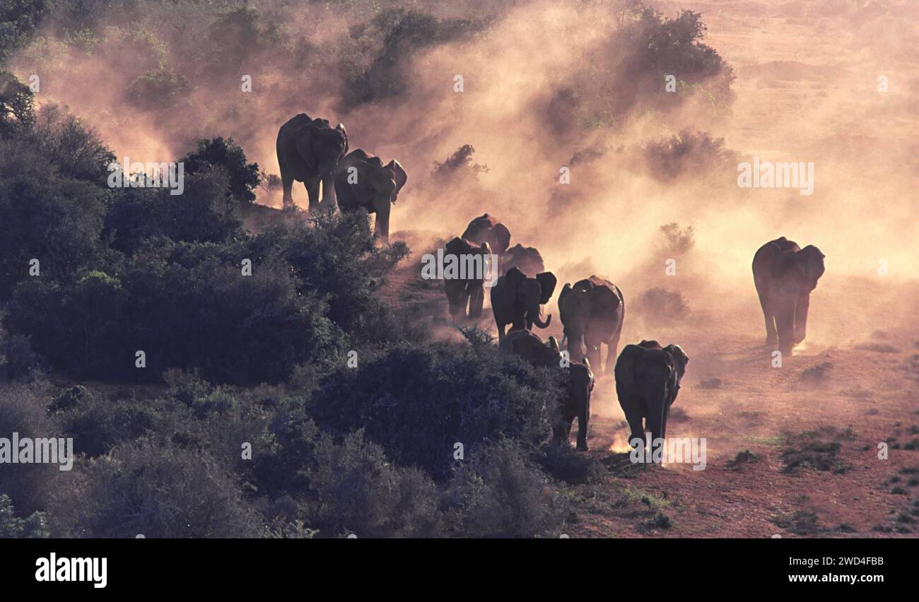 Evening light heat and dust and a herd of elephants trekking to a water ...