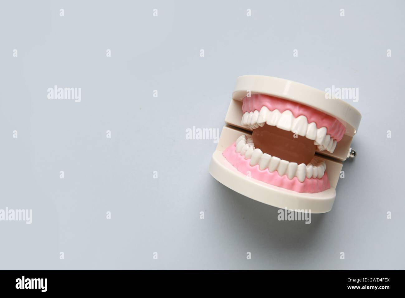 Plastic jaw model on white background. World Dentist Day Stock Photo ...
