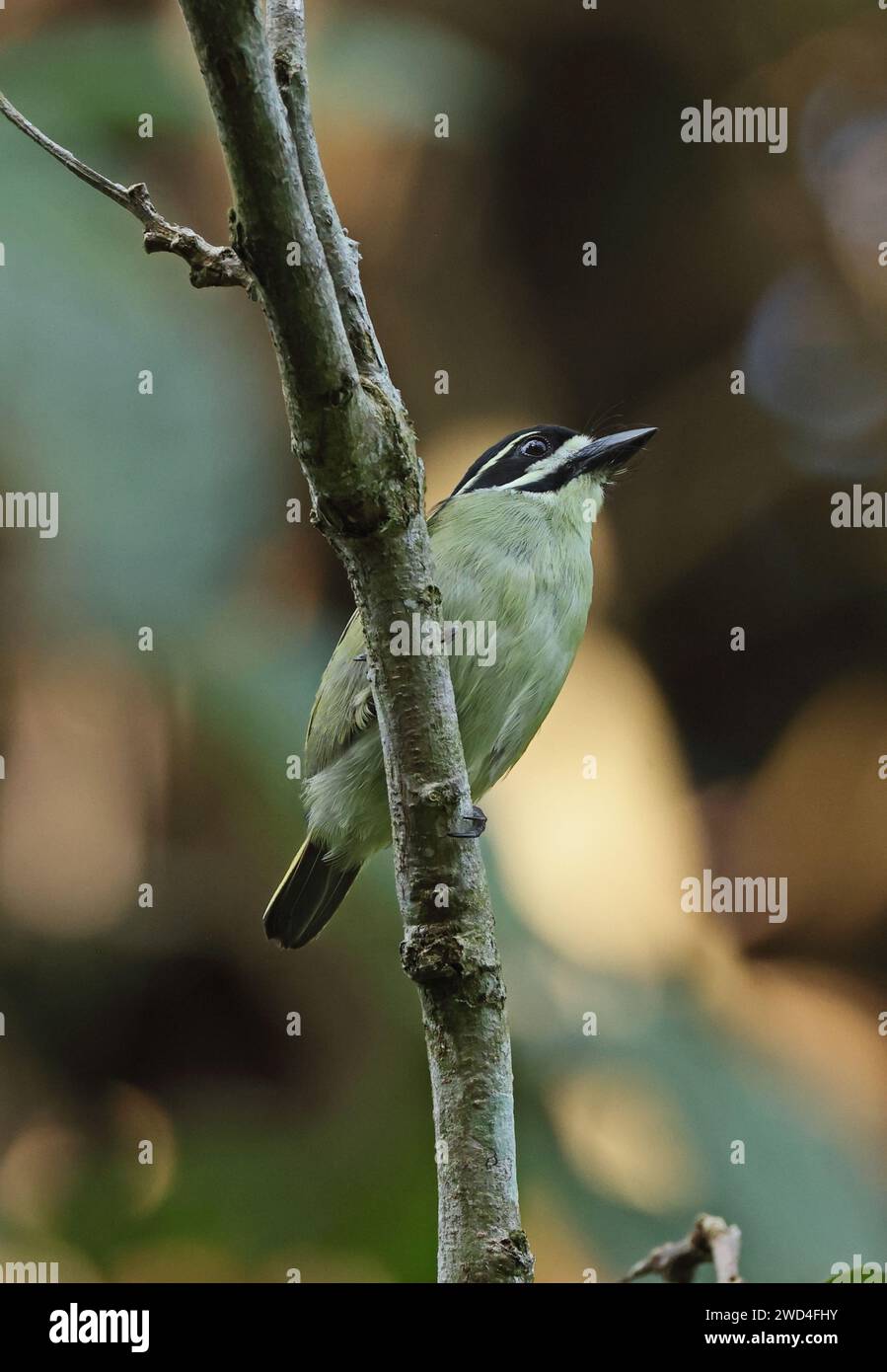 Yellow throated tinkerbird hi-res stock photography and images - Alamy