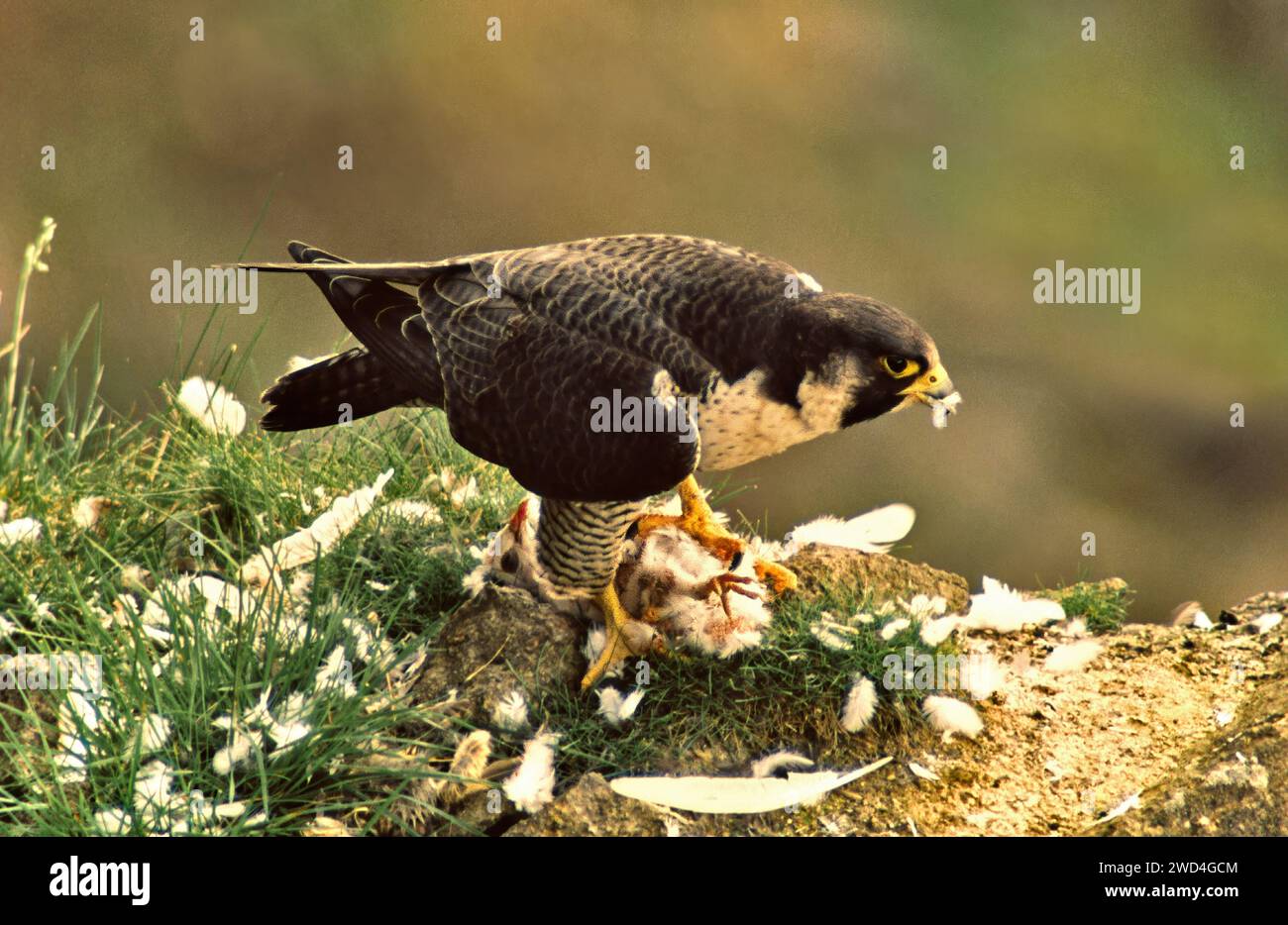 Peregrine falcon Falco peregrinus male plucking a recently caught white ...