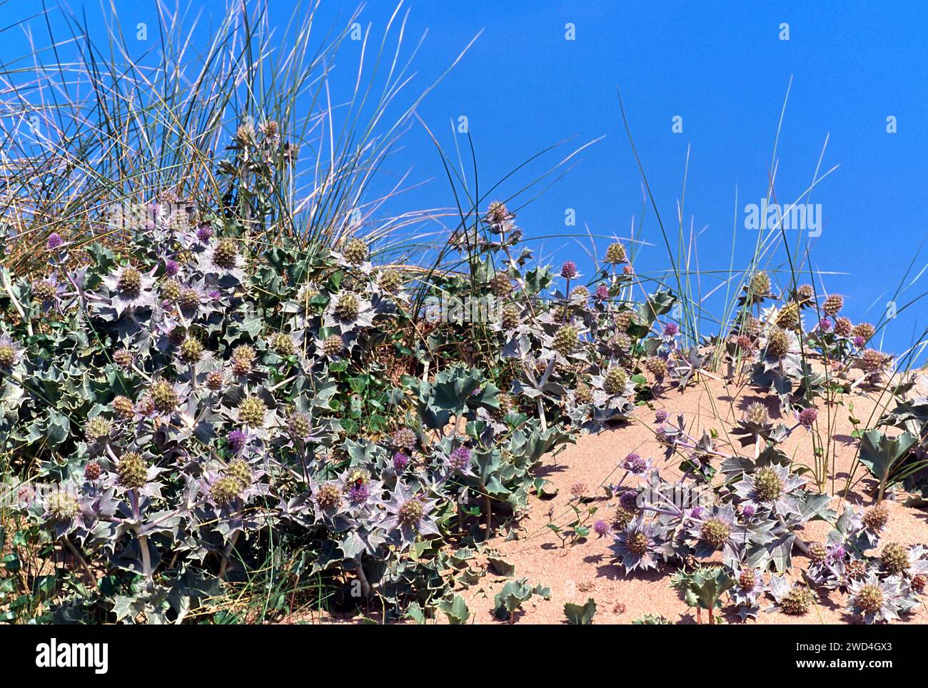 Sea Holly Eryngium maritimum growing on a dune on a sandy beach Stock ...