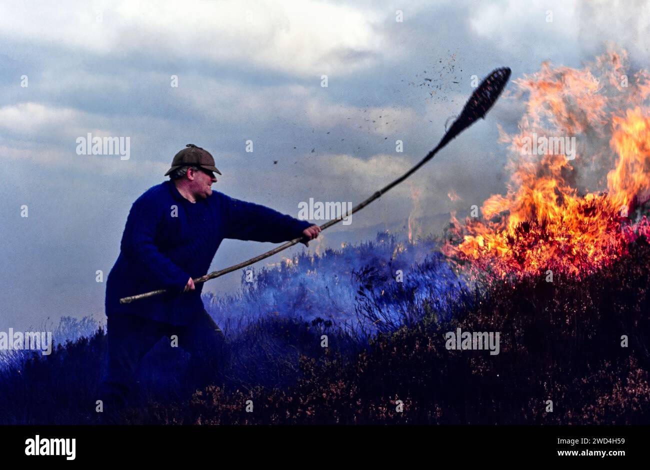 Traditional Heather burning in Scotland keeper beating down the flames ...